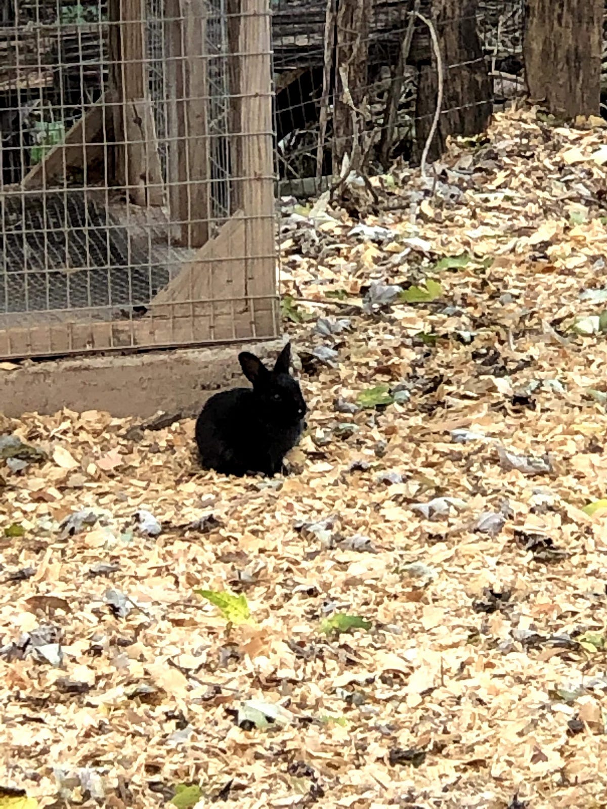 What Are Some Black Rabbit Breeds? - Backyard Bunny News - Medium