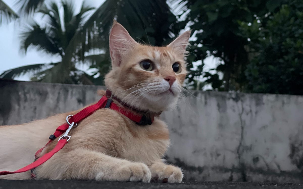 How to Leash Train a Cat in 5 Simple Steps. | by Pawsky App | Medium