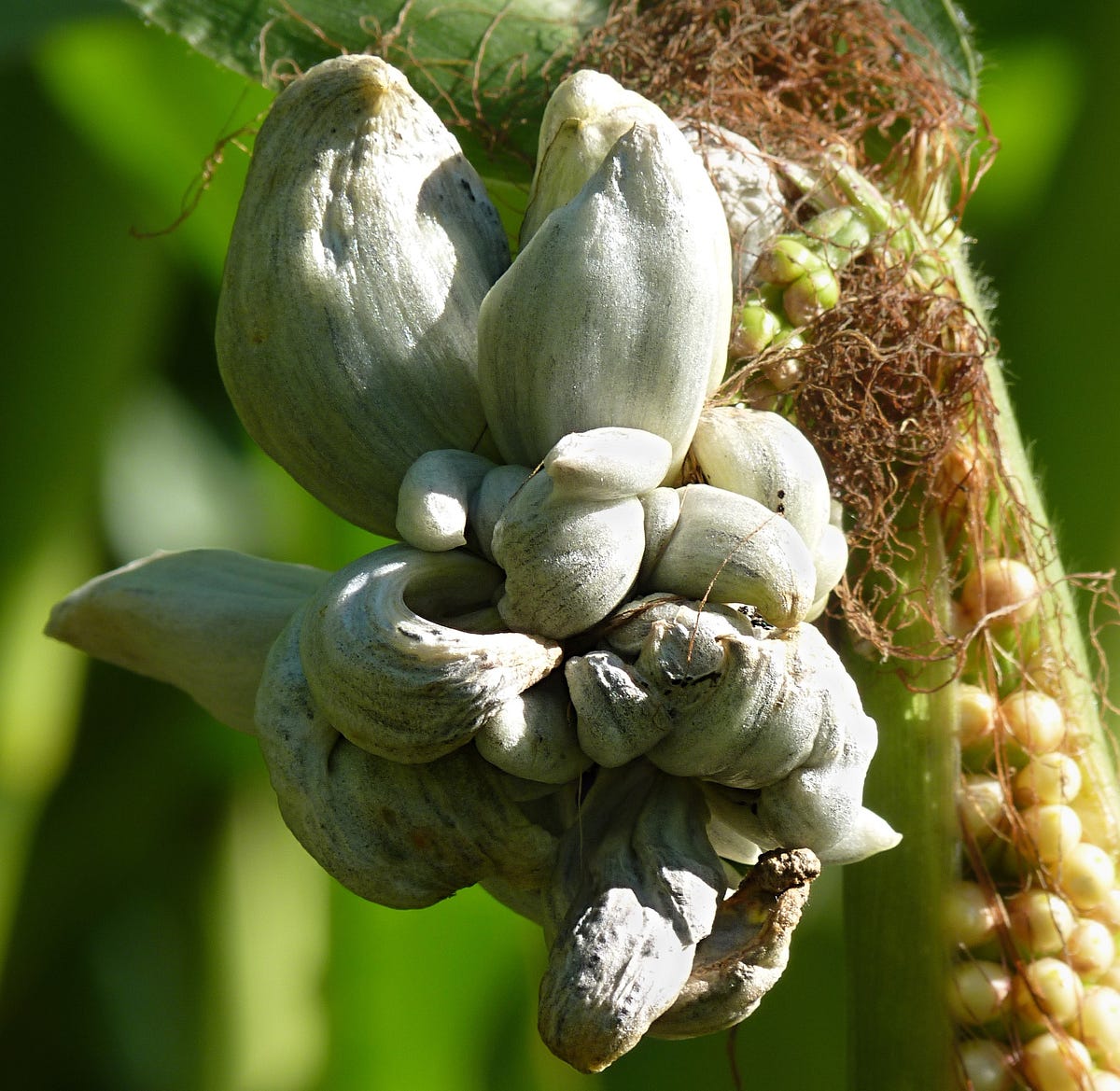 How a smut fungus prepares to infect | by eLife | Roots and Shoots | Medium