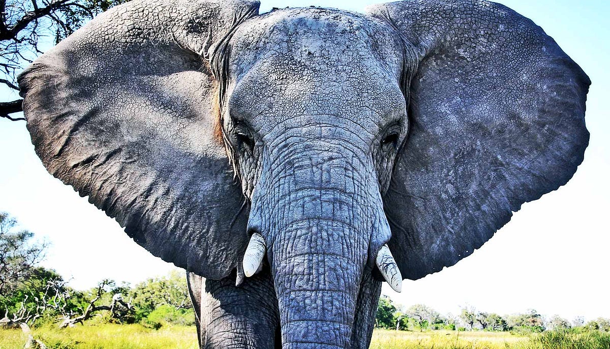 PHP Moderno I: React PHP. Event-Driven, Non-Blocking I/O en PHP | by Matías Navarro Carter | Medium