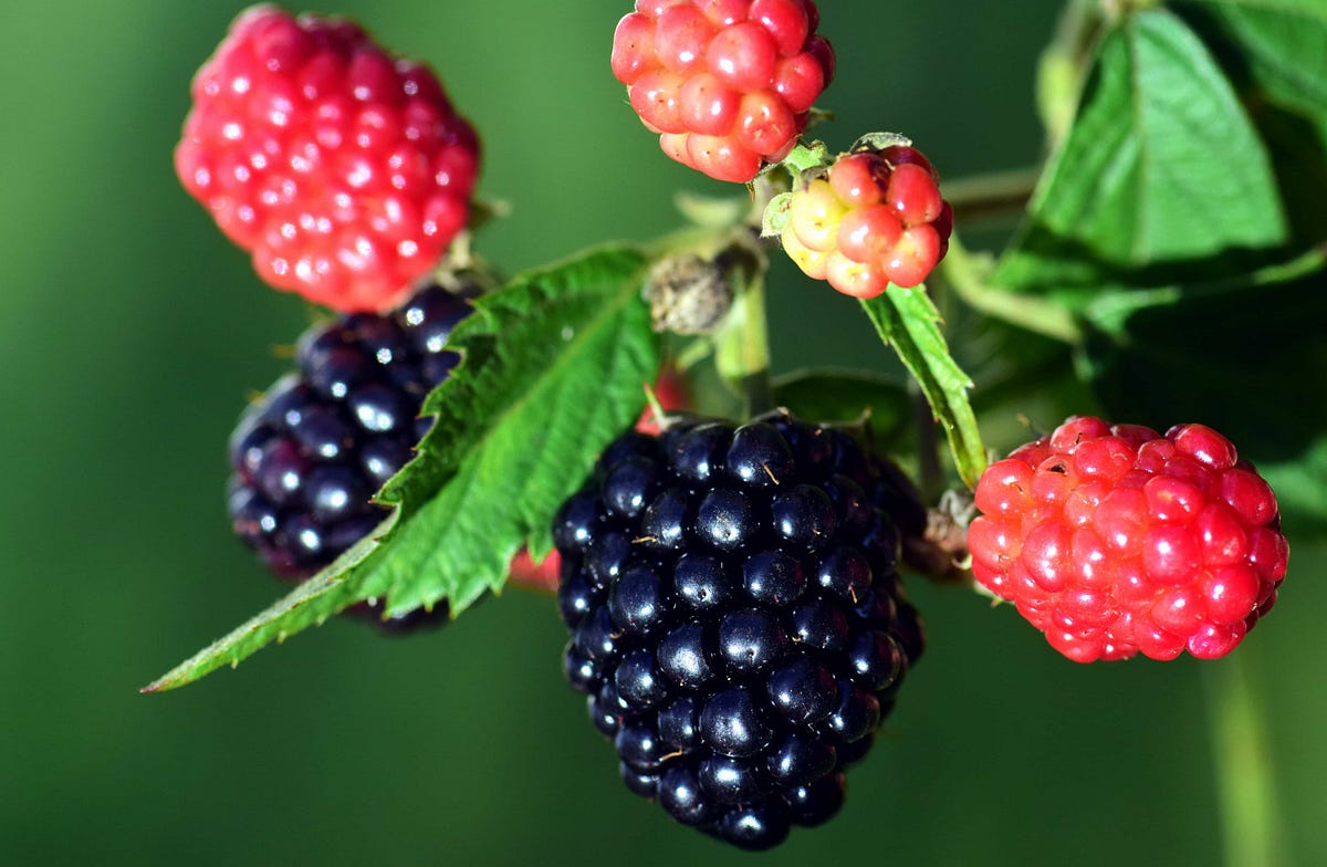 Transmission VIII. The Largest Blackberry You’ve Ever Seen | by Cole ...
