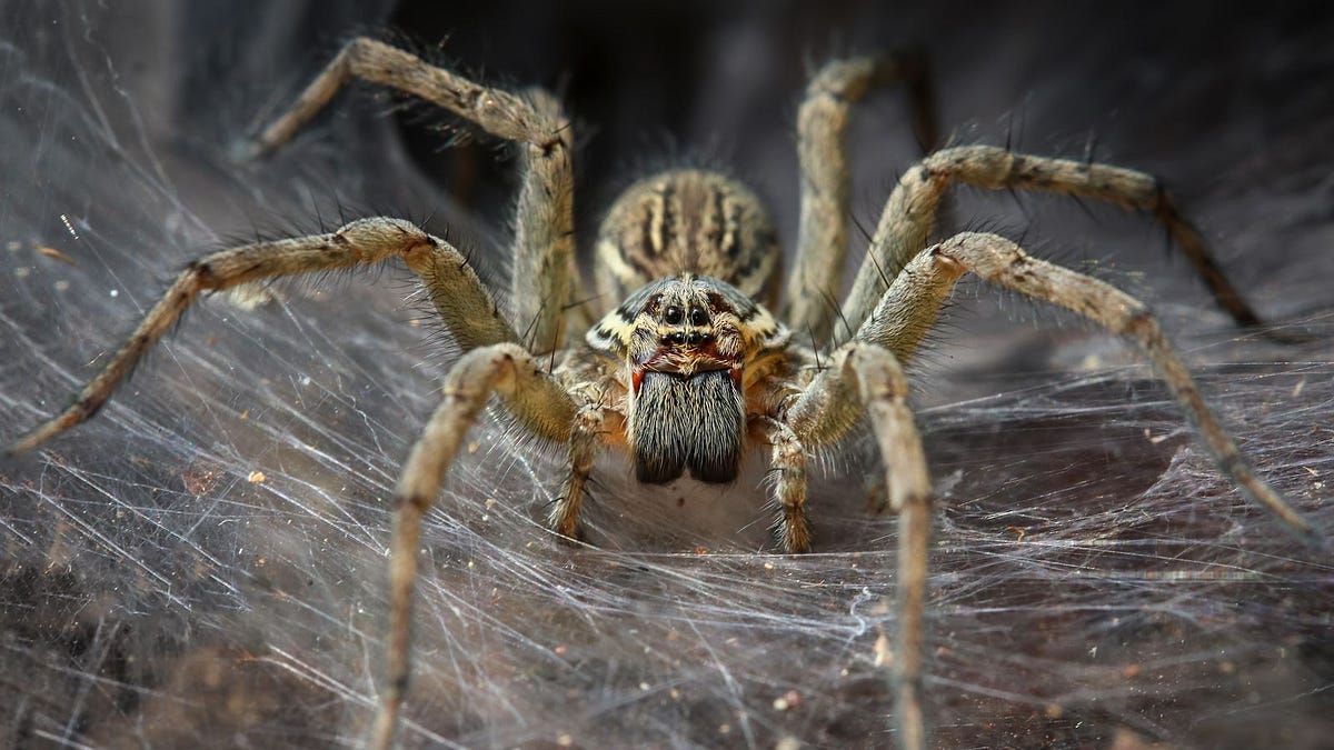 Common Spiders in Texas: Identification Guide for 20 Species | by ...