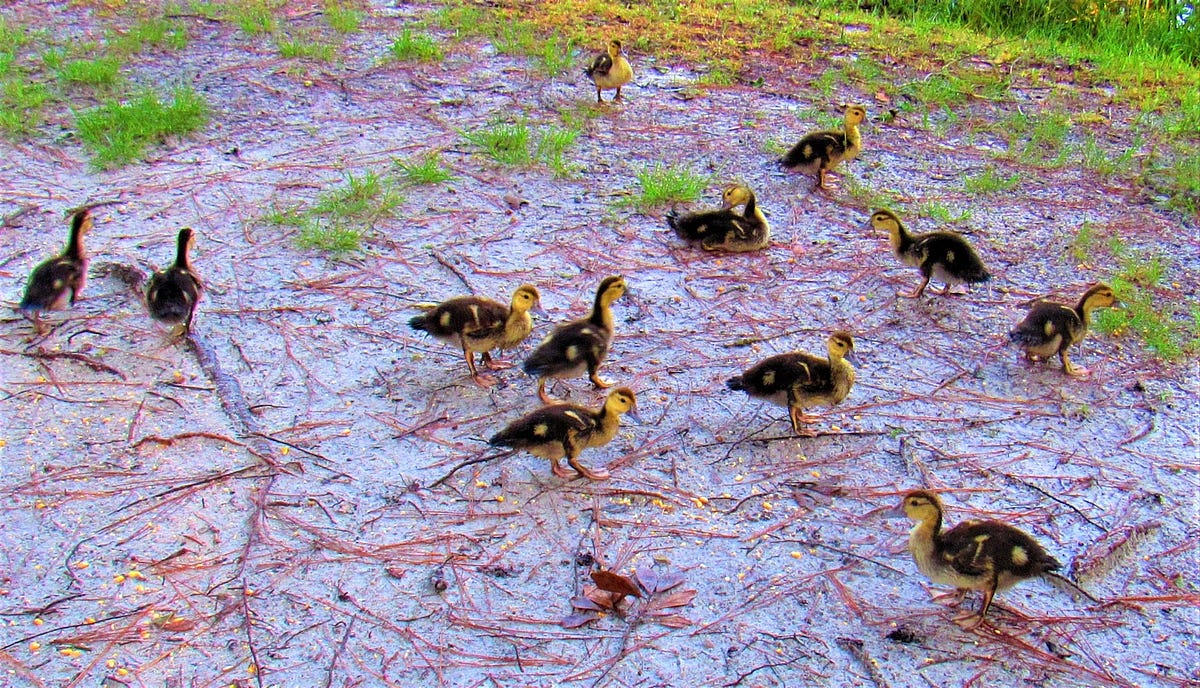 A Dozen Ducklings. Sunday morning surprise | by Dennett | SNAPSHOTS ...
