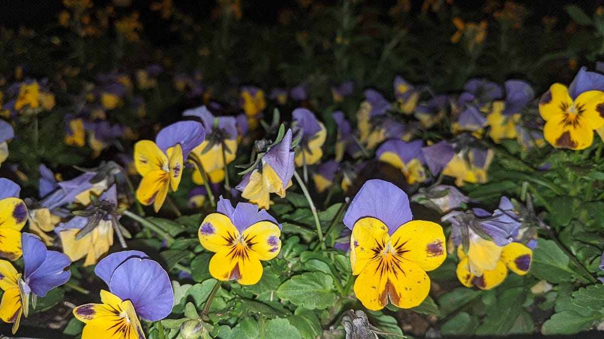 The return of the pansies. As the seemingly dead winter arrives… | by ...