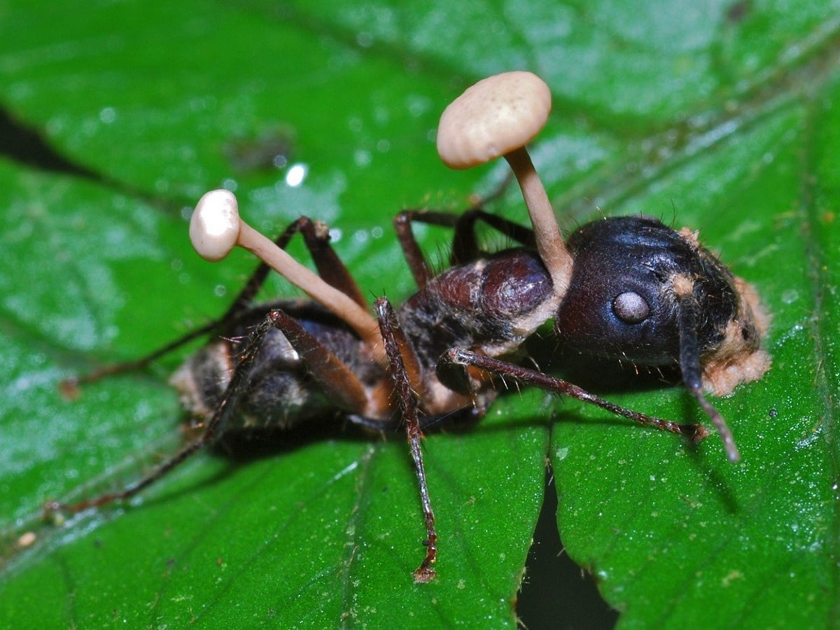 Strange facts about zombie ants!. Should humans be afraid of… | by ...