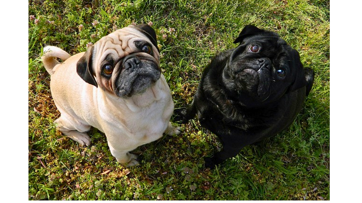 White Pug Puppies: Your Ultimate Guide to These Adorable Companions ...