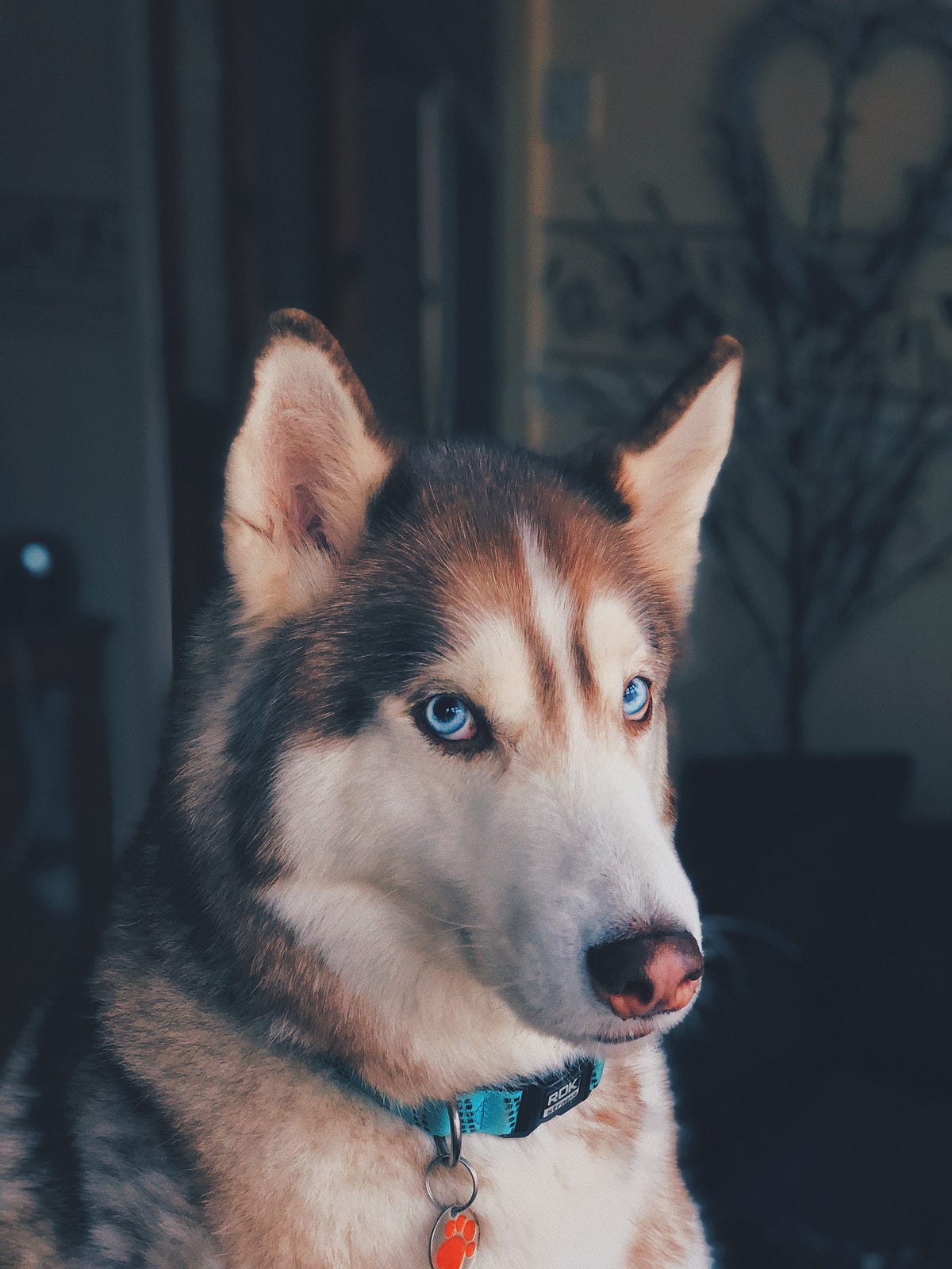 Discover the Unconventional: Unveiling Rare Breeds of Dogs You Never ...