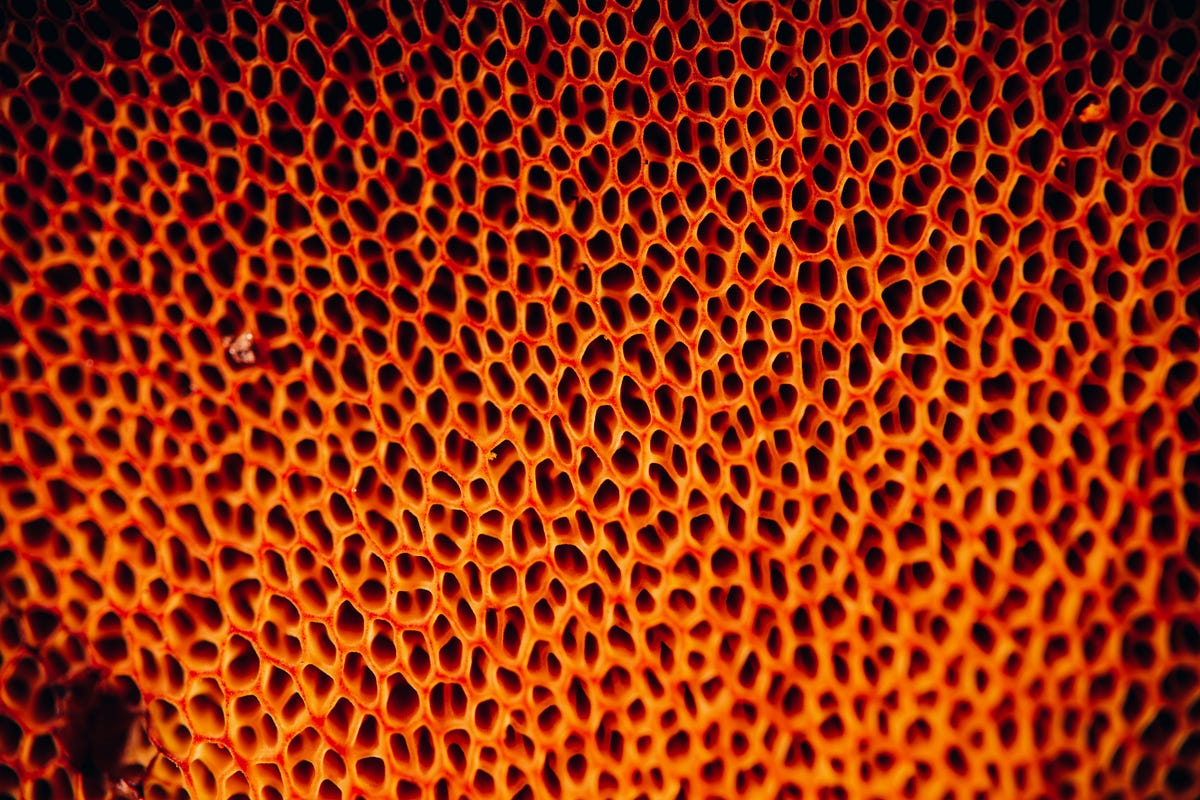 Trypophobia: Understanding and Managing the Fear of Holes | by Kshirsagar Stackroute | Oct, 2023 ...