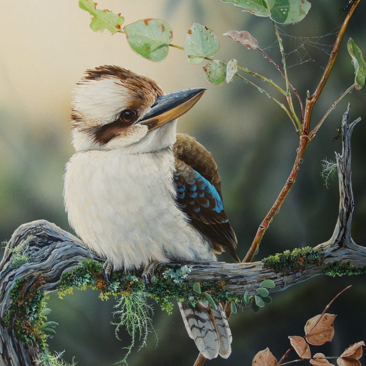 The Australian Laughing Kookaburra — Kingfisher Birds — Tim’s Weird ...