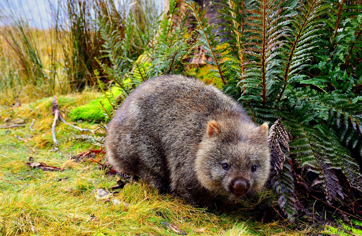 Confronting WOMBATs. WOMBAT (Waste Of Money Brains And Time) | by ...