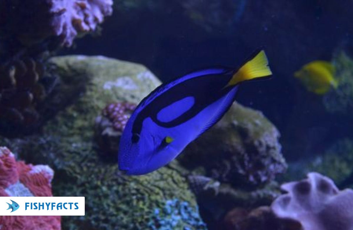 What Makes A Dory Blue Tang Fish