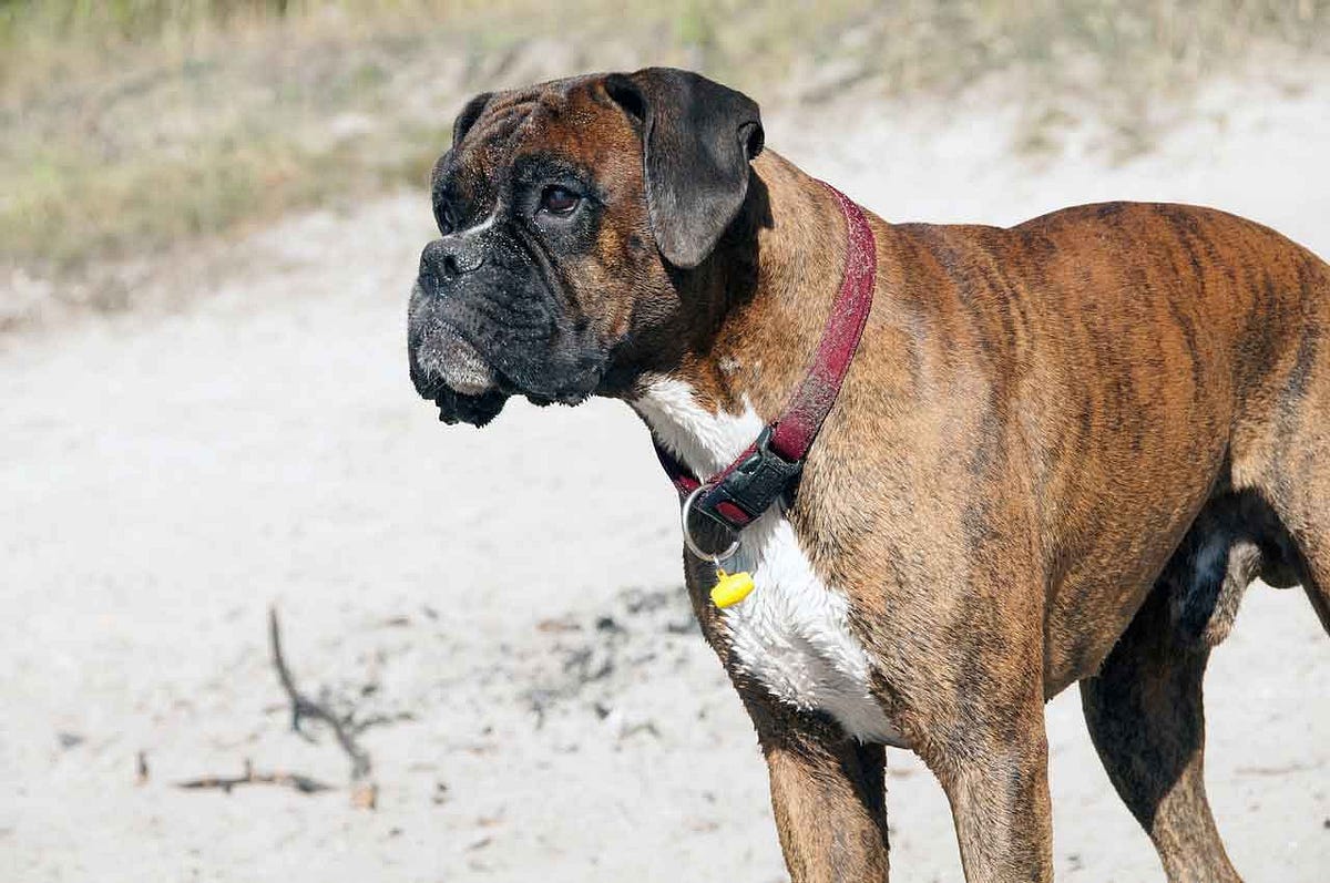 Boxer | Information & Dog Breed Facts | Pets Feed | by Pets Feed | Medium