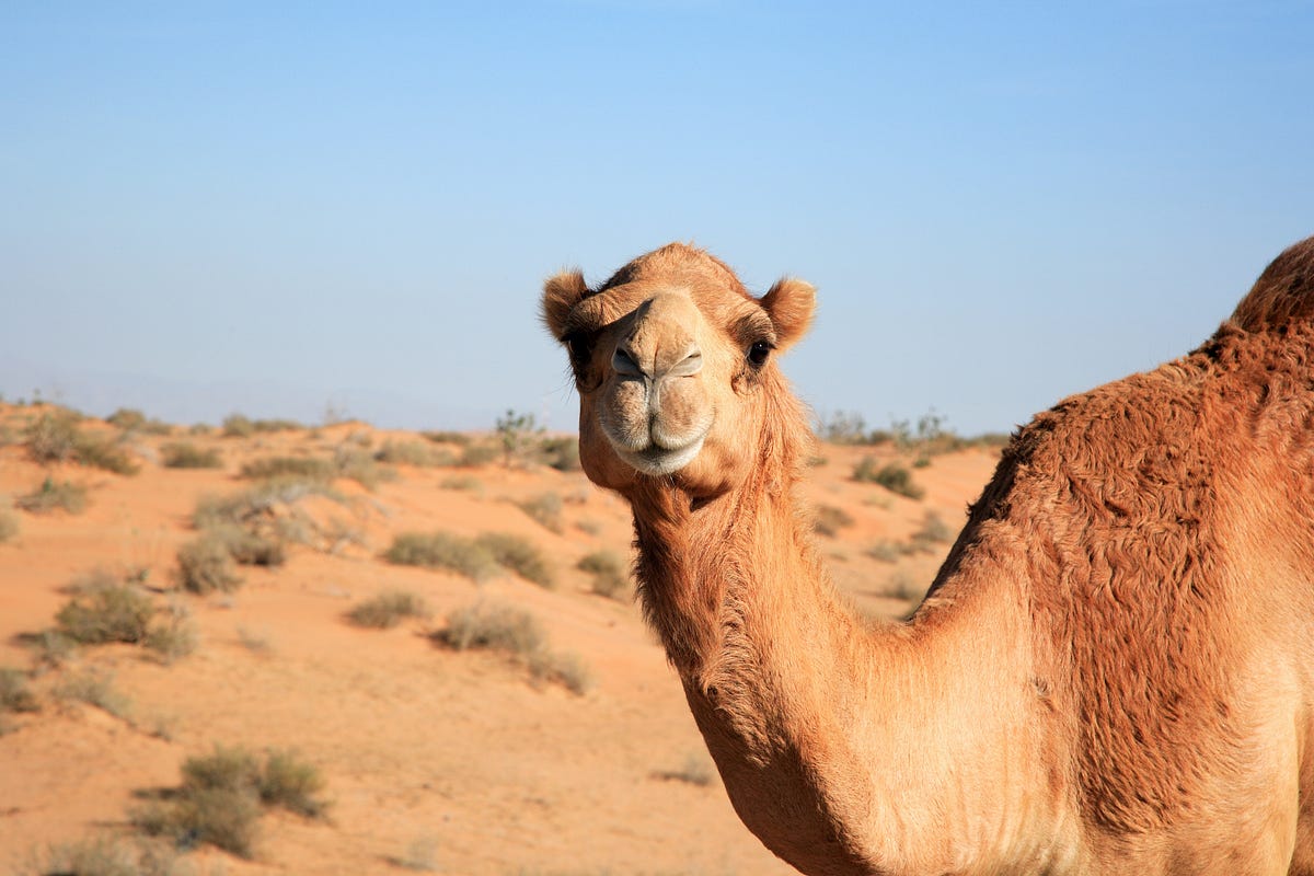 It’s not Unicorn, Startup should be Camel. | by Azalia Mawarindani ...