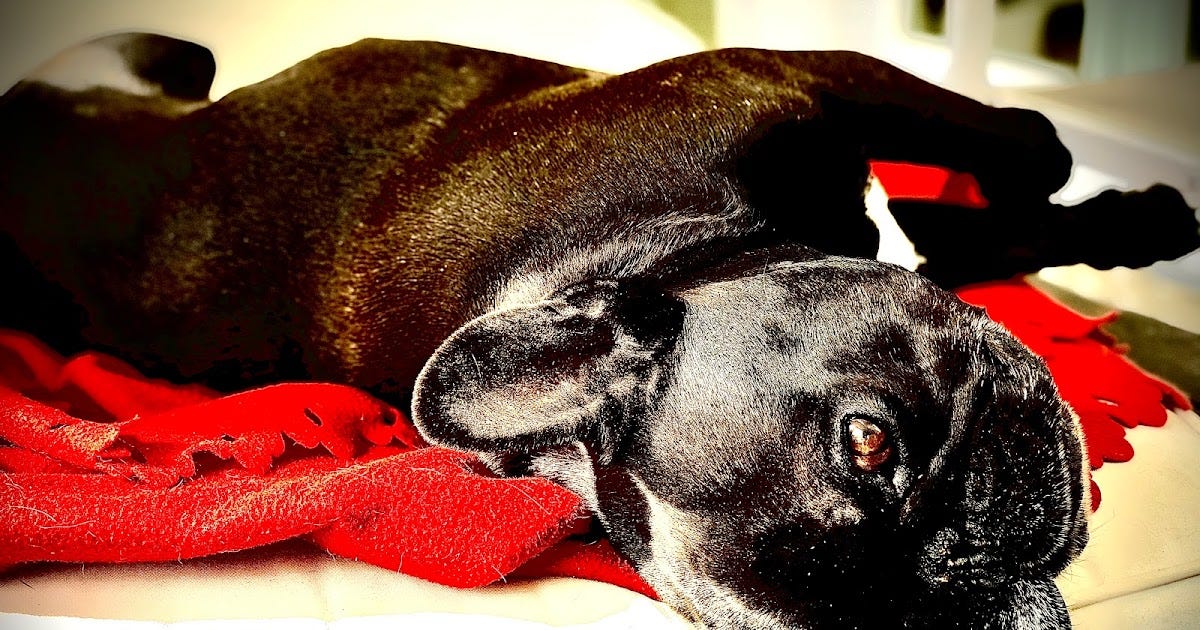 Sailing with Pets: A Guide to Rules, Regulations, and Tips | by Sailing ...