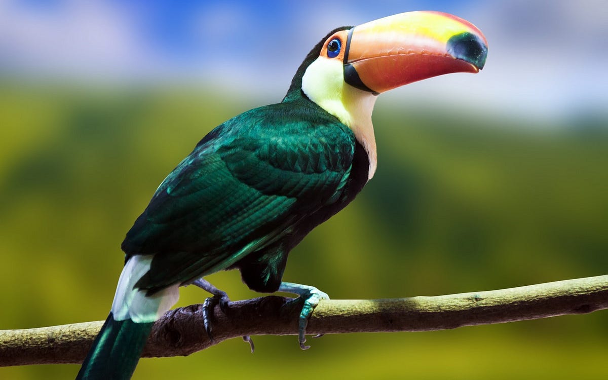 Naturally Carbon, by Toucan. Toucan Protocol is creating the… | by ...