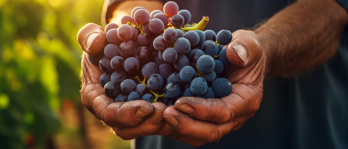 Tracing the Origins of Wine in Asia | by Abrarshek | Jul, 2024 | Medium