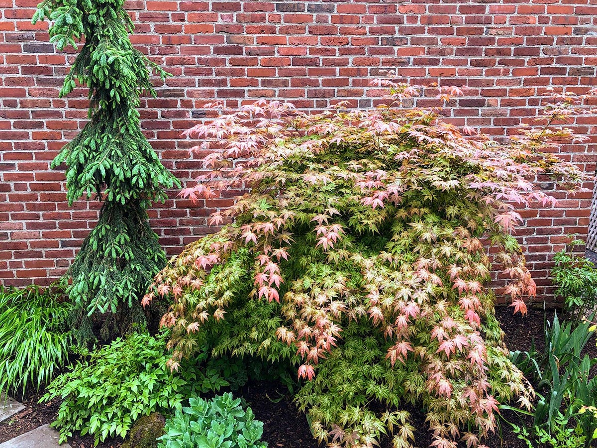 Unveiling the Delectable Beauty of the Peaches and Cream Japanese Maple ...