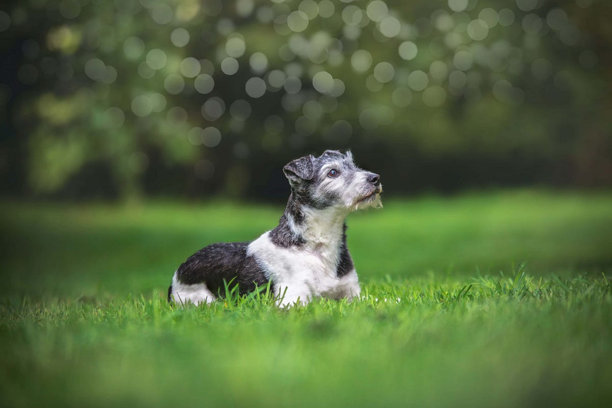 The ultimate guide on how to pose your dog for a photoshoot | by ...