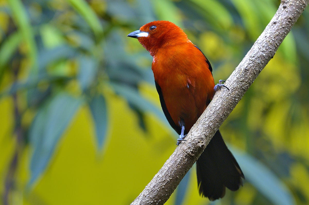First Tanager. (Bird song is the soul of the earth… | by Deborah Barchi ...