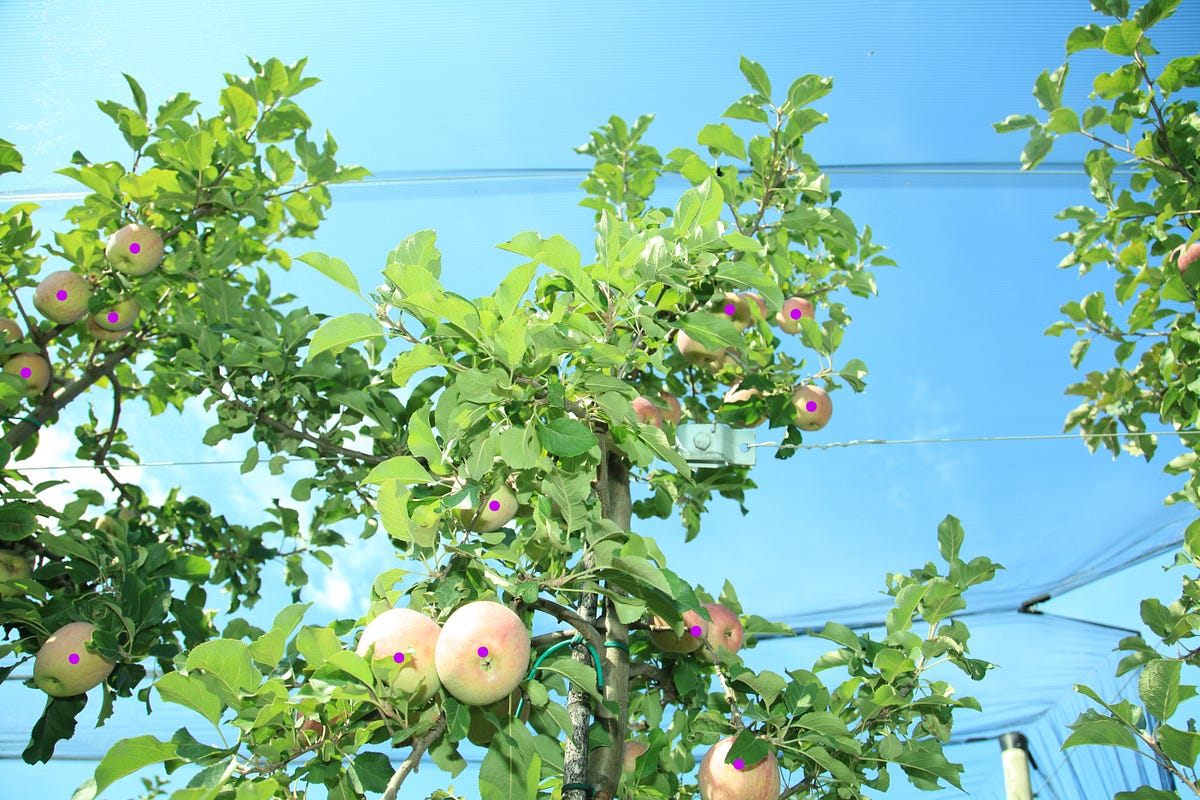 Step-by-Step Guide to Apple Detection Using YOLO | by Daniel García ...