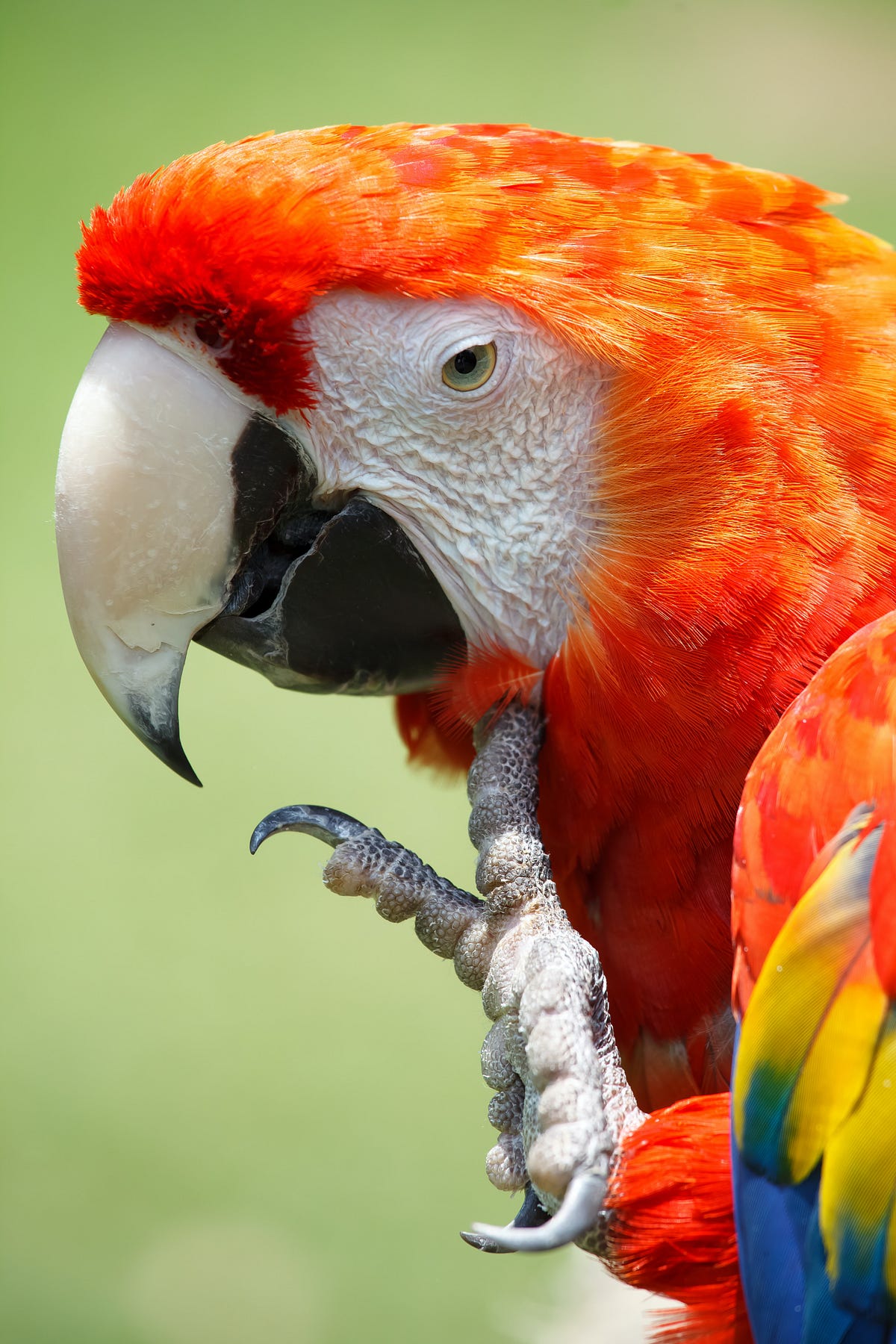 El Cotorro (The Parrot). Cotorro cotorro saca la pata, y… | by Michael R McNeely | Aug, 2023 ...