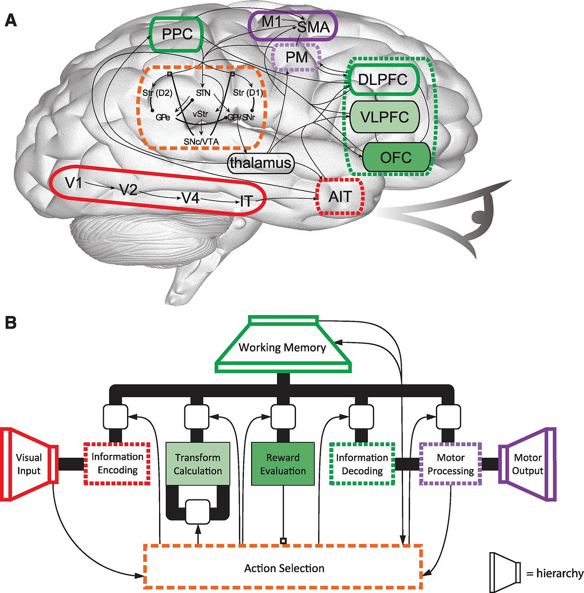 Two Algorithms of Our Brain. Our brain is so complex that we are… | by ...
