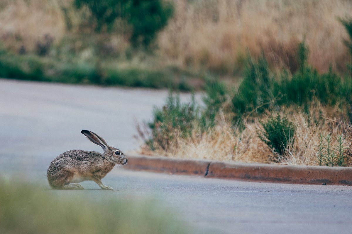 Can Vienna Colored Rabbits Thrive In the Wild? - Backyard Bunny News ...