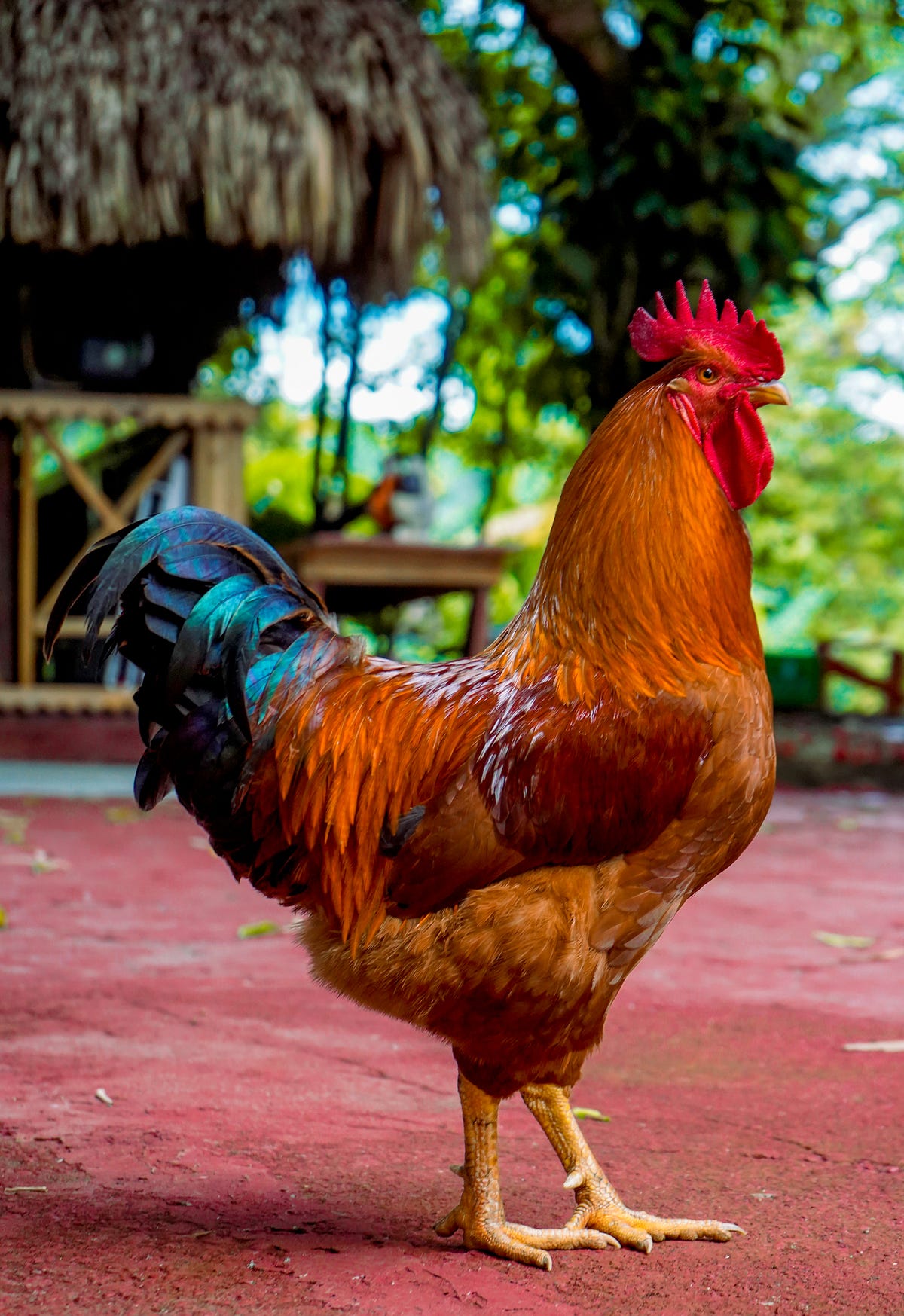 The Farmer And The Old Rooster. Stick With What You Have | by ...