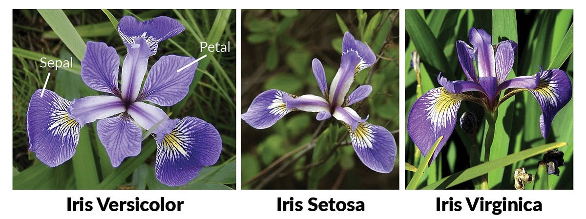 Iris Dataset Classification. Applying various classification… | by ...