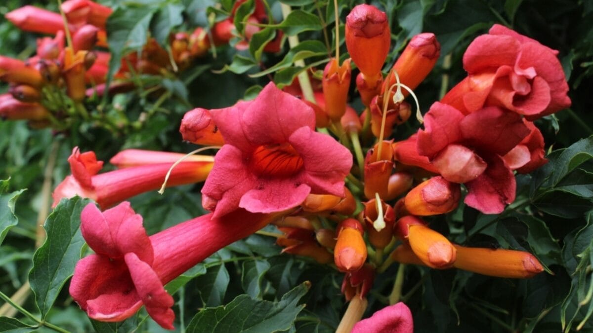 14 Native Plants: Transform Your Garden into a Hummingbird Haven | by ...