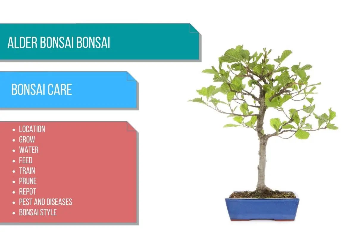 Alder bonsai care | by Bhupinder Singh | Medium
