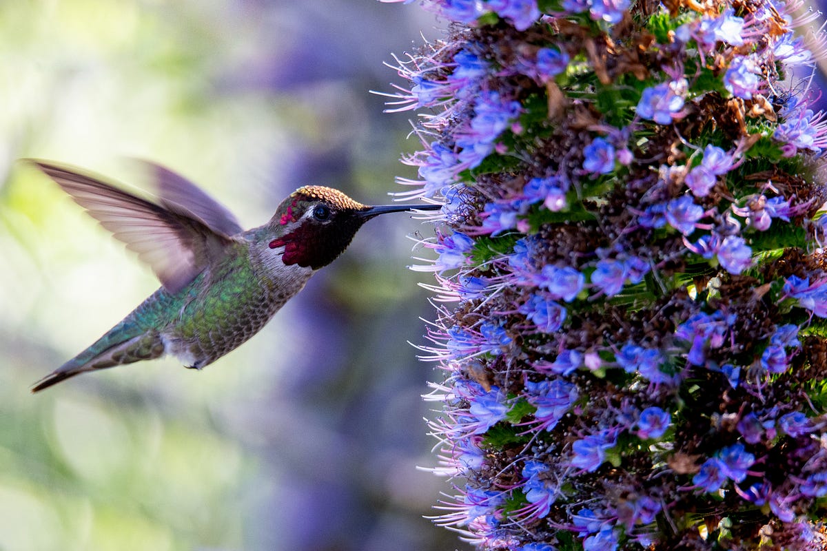 Hummingbird Symbolism. Wisdom and guidance from the world’s… | by ...