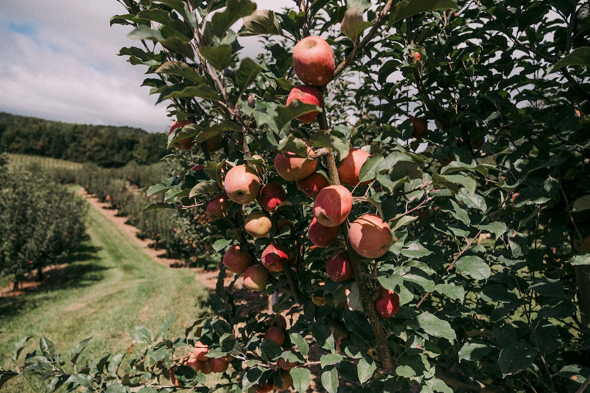 Michigan Apple Harvest 2025–30 Million Bushels Expected, Boosting State ...
