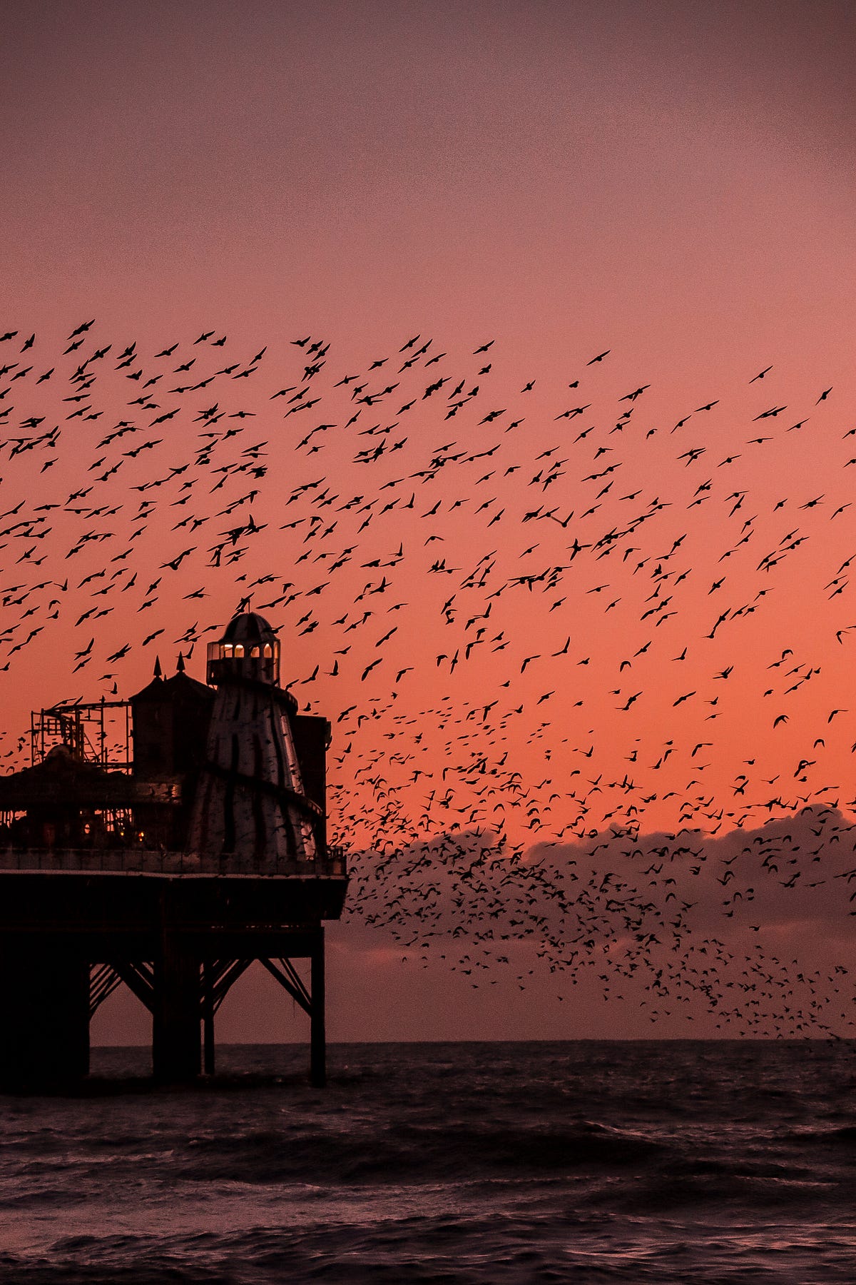 Murmuration - The Lark - Medium