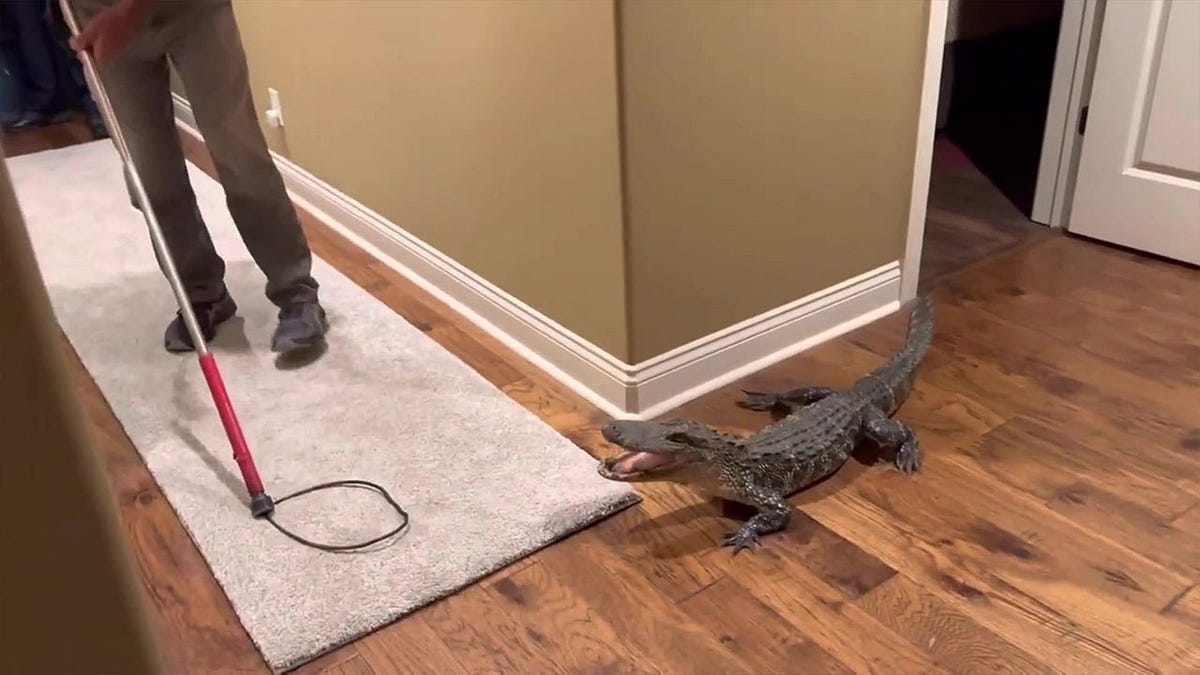 Alligator Invades Louisiana Home through Dog Door: Caught in Shock | by ...