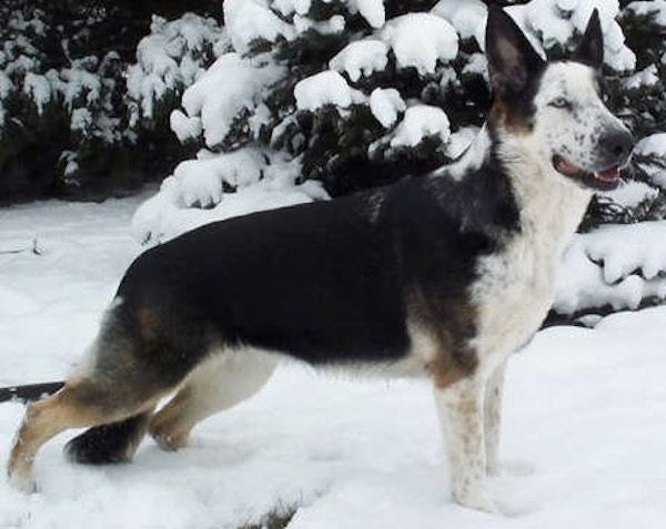 Piebald German Shepherd