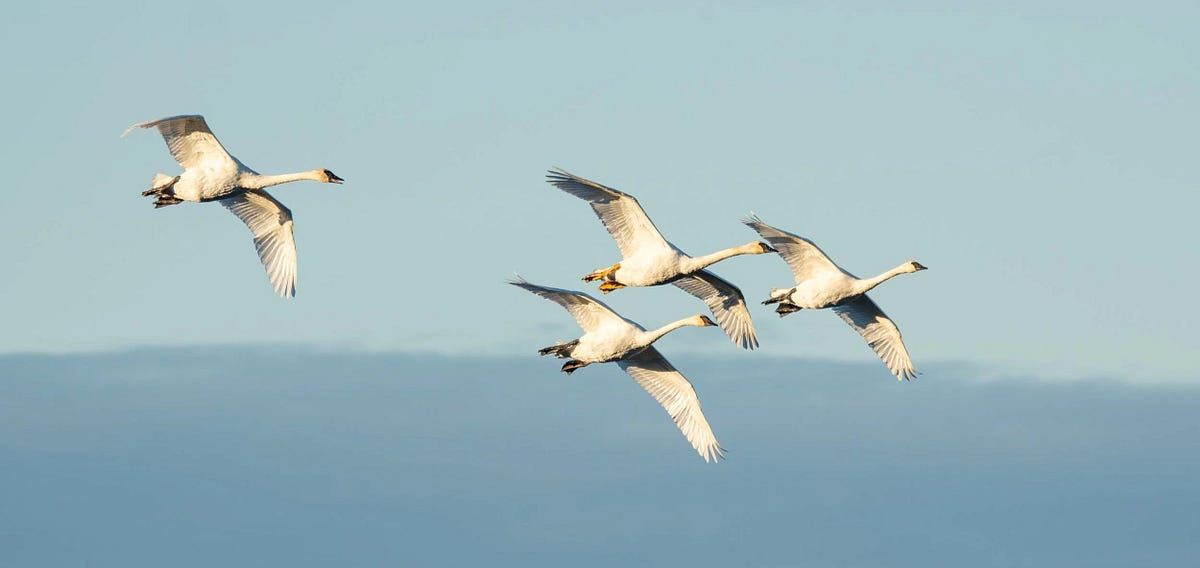 Upper Canada Migratory Bird Sanctuary — Fall Birding & Camping | by ...
