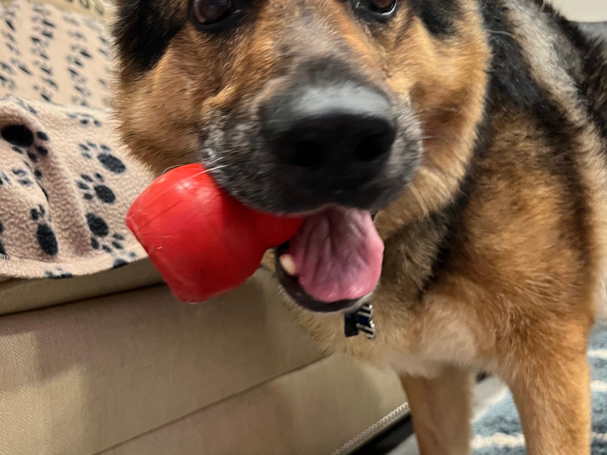 KONG TIPS FOR TRAINING YOUR DOG AT HOME | by K9 Danka | Jul, 2023 | Medium