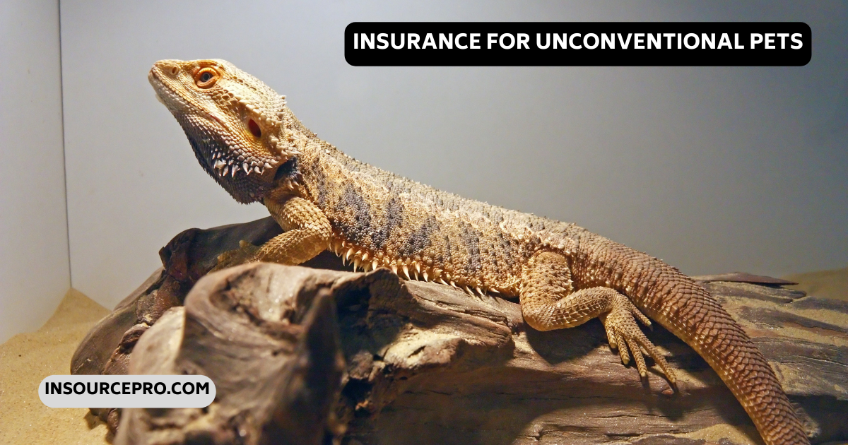 Insurance for Unconventional Pets | by Insourcepro | Sep, 2023 | Medium