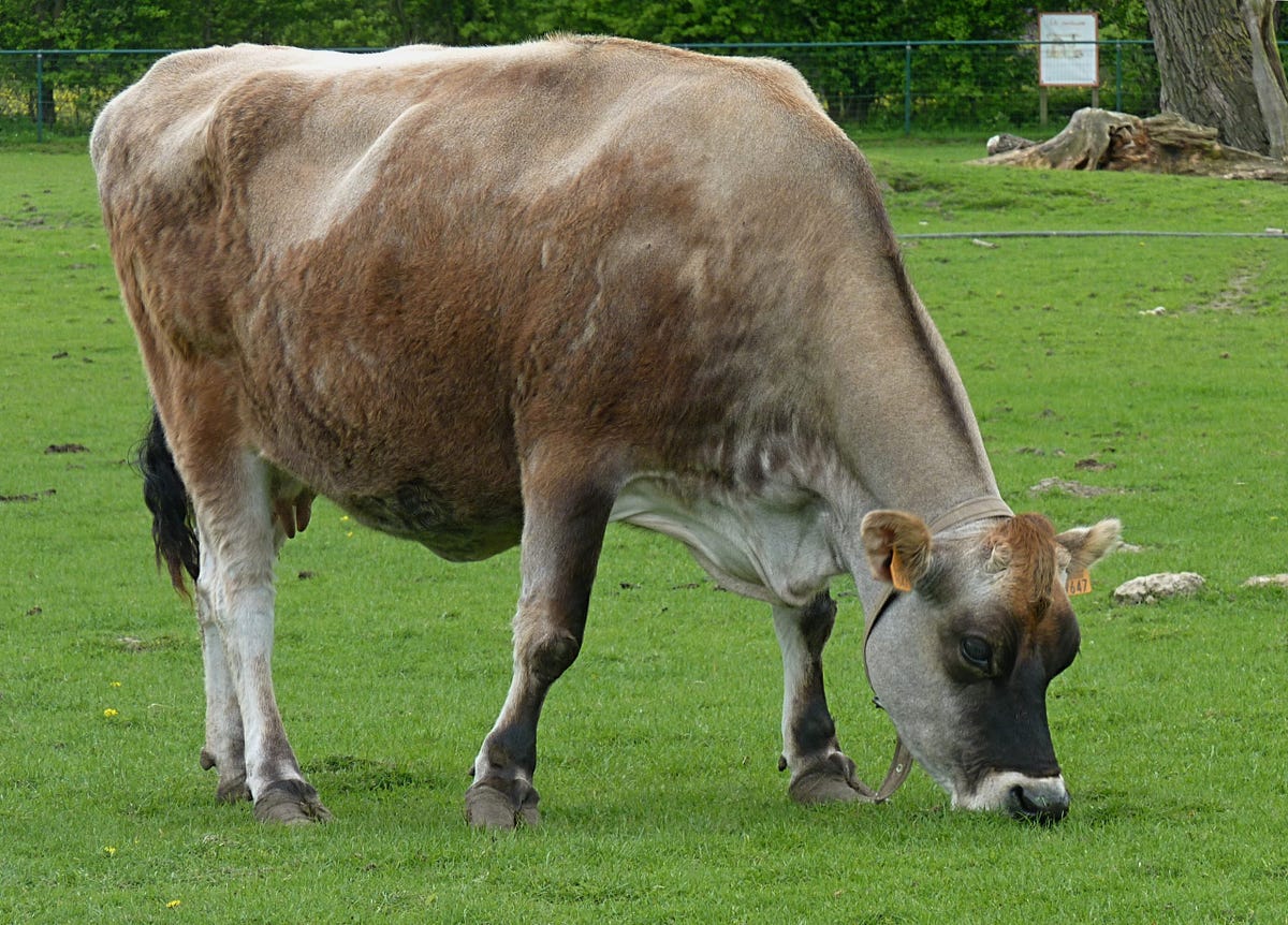 Jersey Cow- Dairy cow breed “ Animalped | by Cyan hanif | Medium