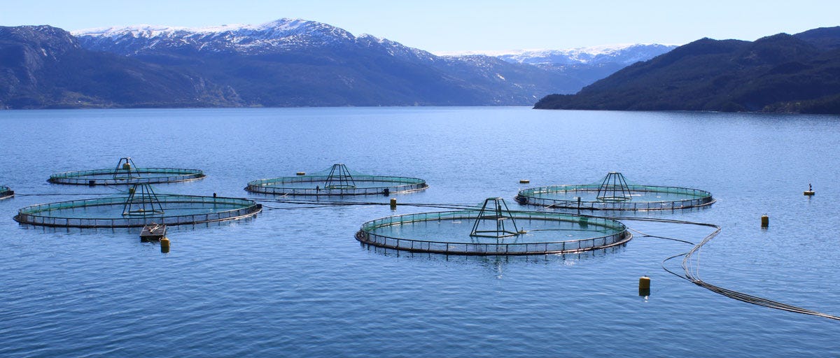 Fish farms in front of global climate change | by Gerry Martinez | Medium