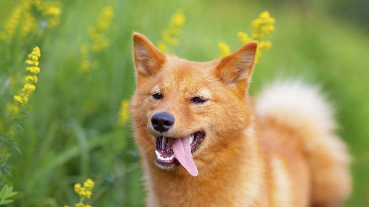 10 Rare Dog Breeds Most People Don’t Know About | by Davin Eberhardt ...