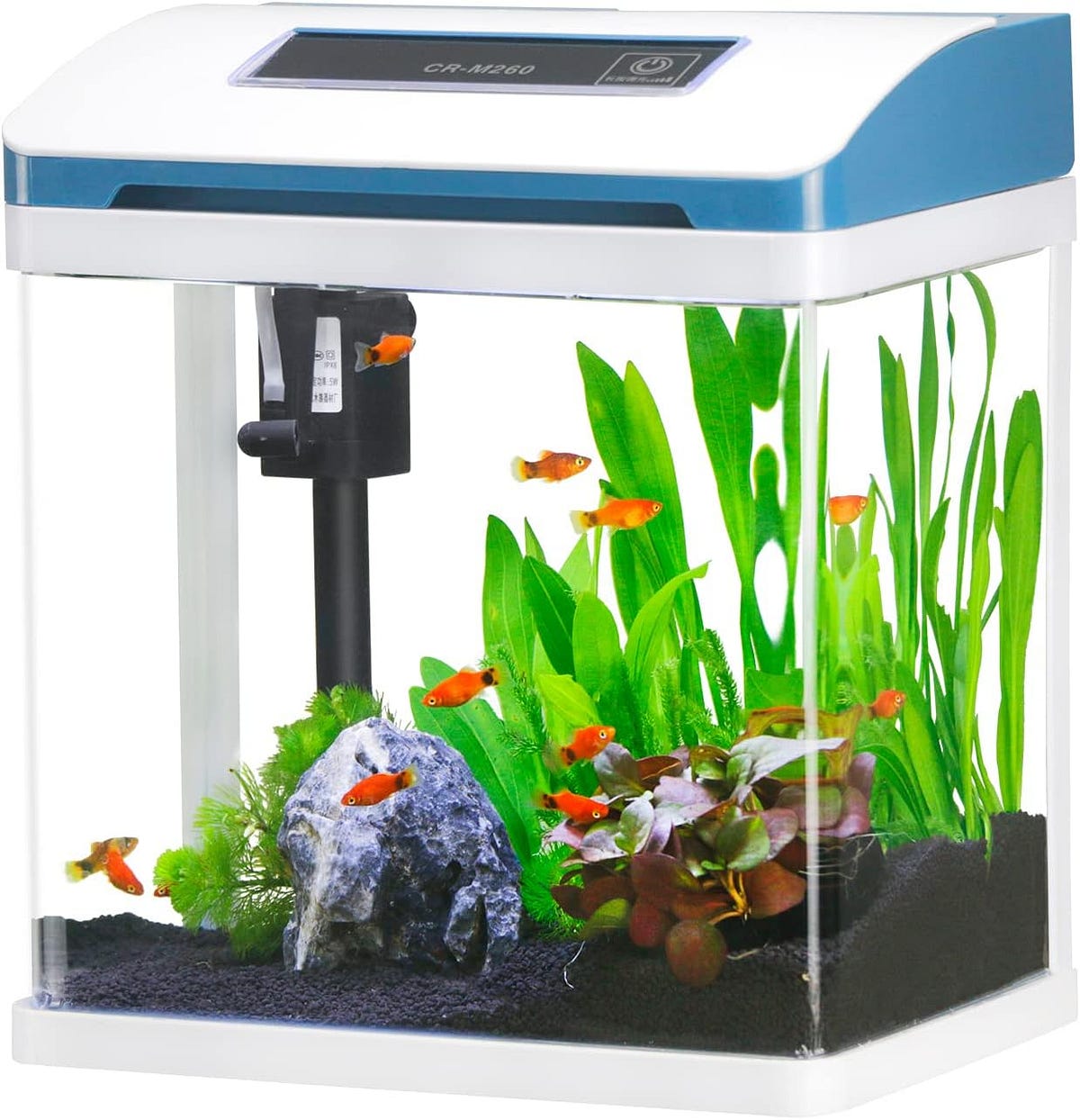 Small Fish Tank Review: Perfect for Betta! | by Elsie Schulze | Sep ...