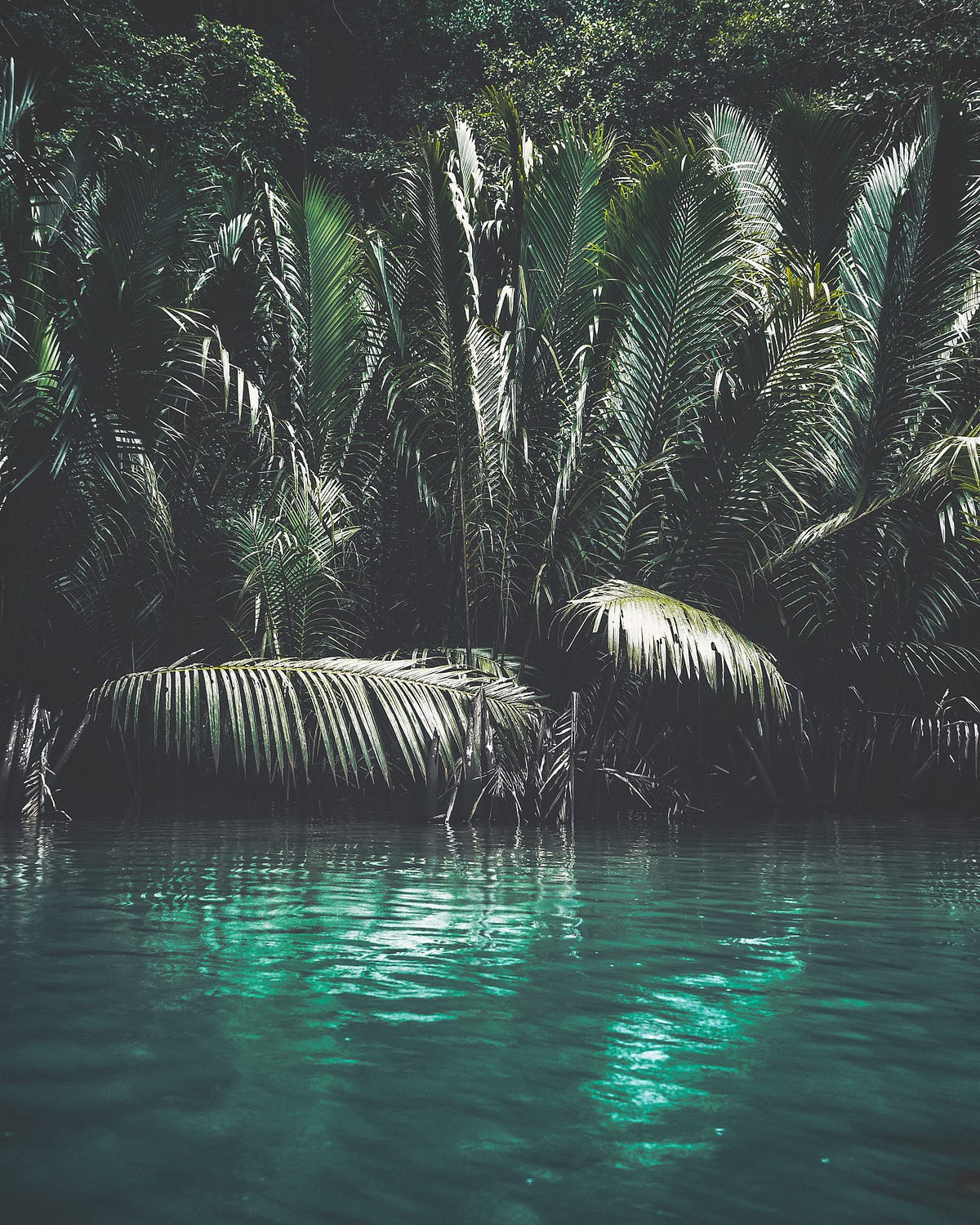 A Wynorrific Paradise - Debra Reay - Medium