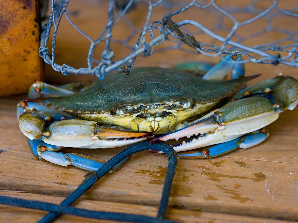 Everything There Is To Know About Blue Crabs | by Freedomrises | Medium