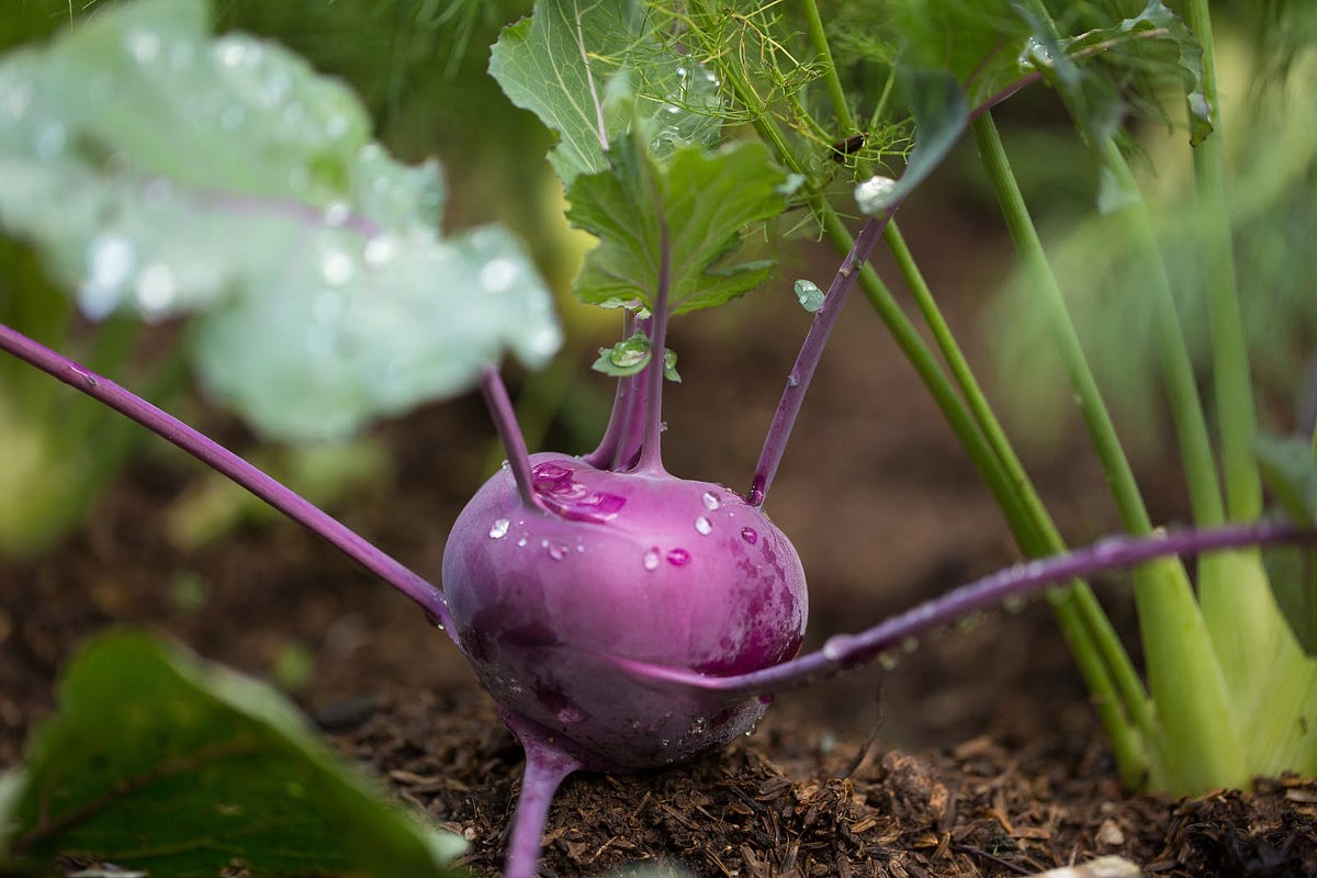 Don’t Stop Growing — Fall & Winter Plants Can Improve Your Garden | by ...