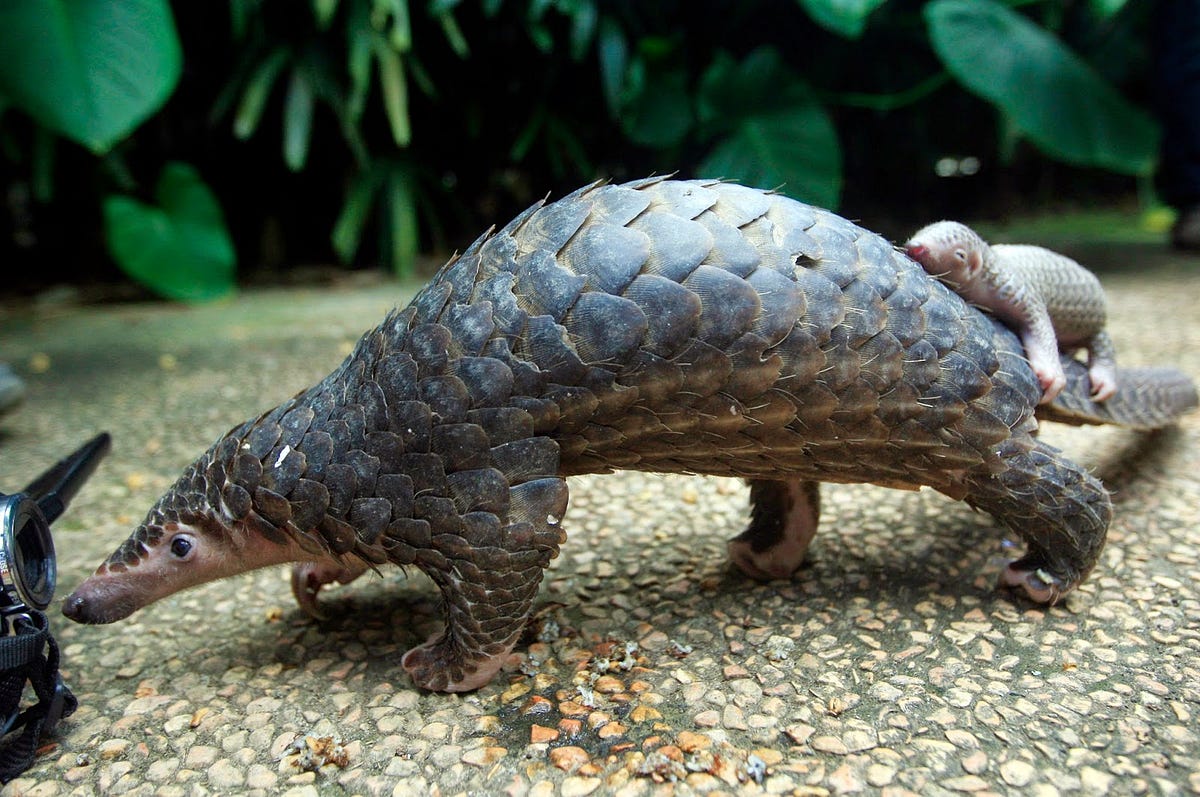 A tribute to my Pangolin friend. The other night, after a heinous sleep ...