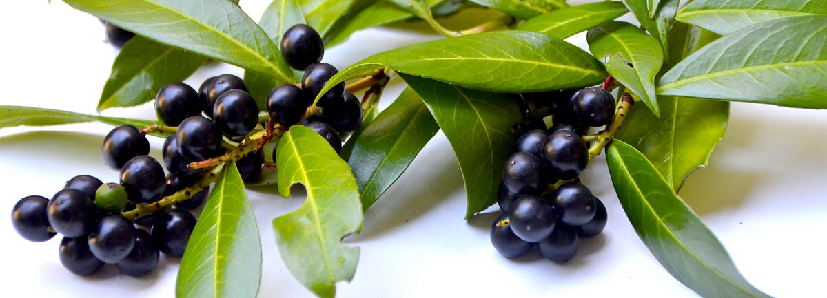 Java Plum or Black Jamun — The Wonder Fruit! | by Minoti Dighe Gadre ...