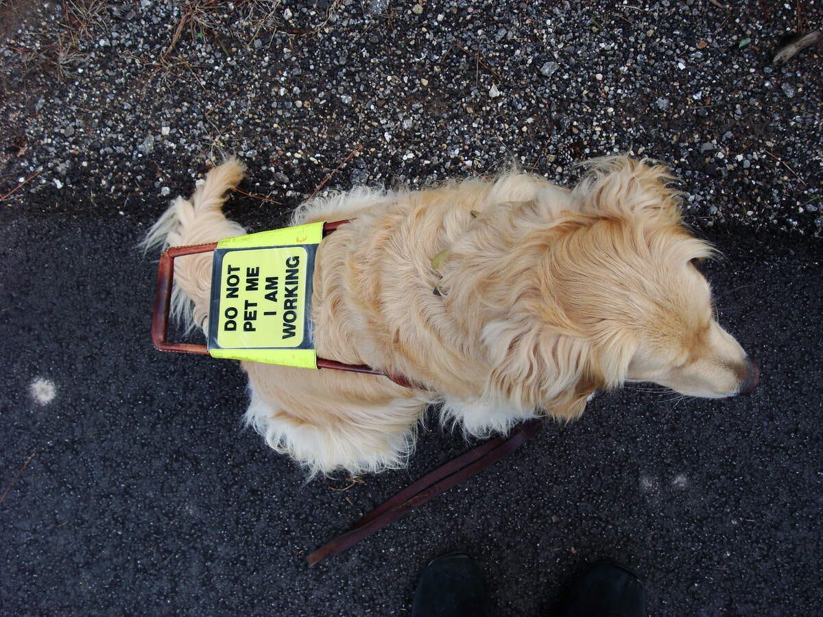 It’s Assistance Dog Day | August 4, 2024 | by Checkiday | Medium