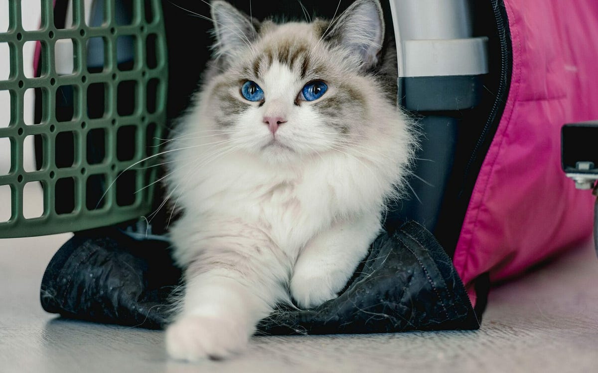 How to Safely Transport Cats Long Distance | by Team CitizenShipper ...